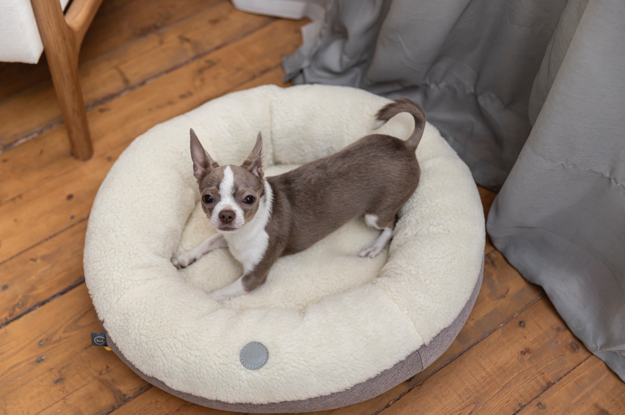 Furry Beige Donut Dog Bed - Perfect for Small & Medium Breeds ...