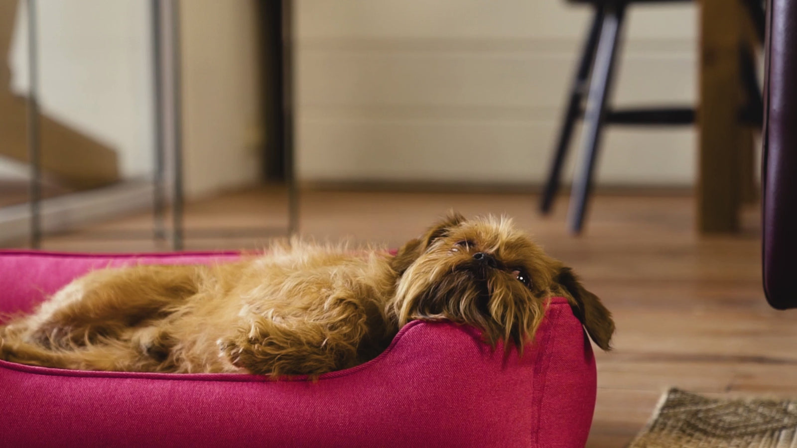 Chester & Lee. Premium dog and puppy beds